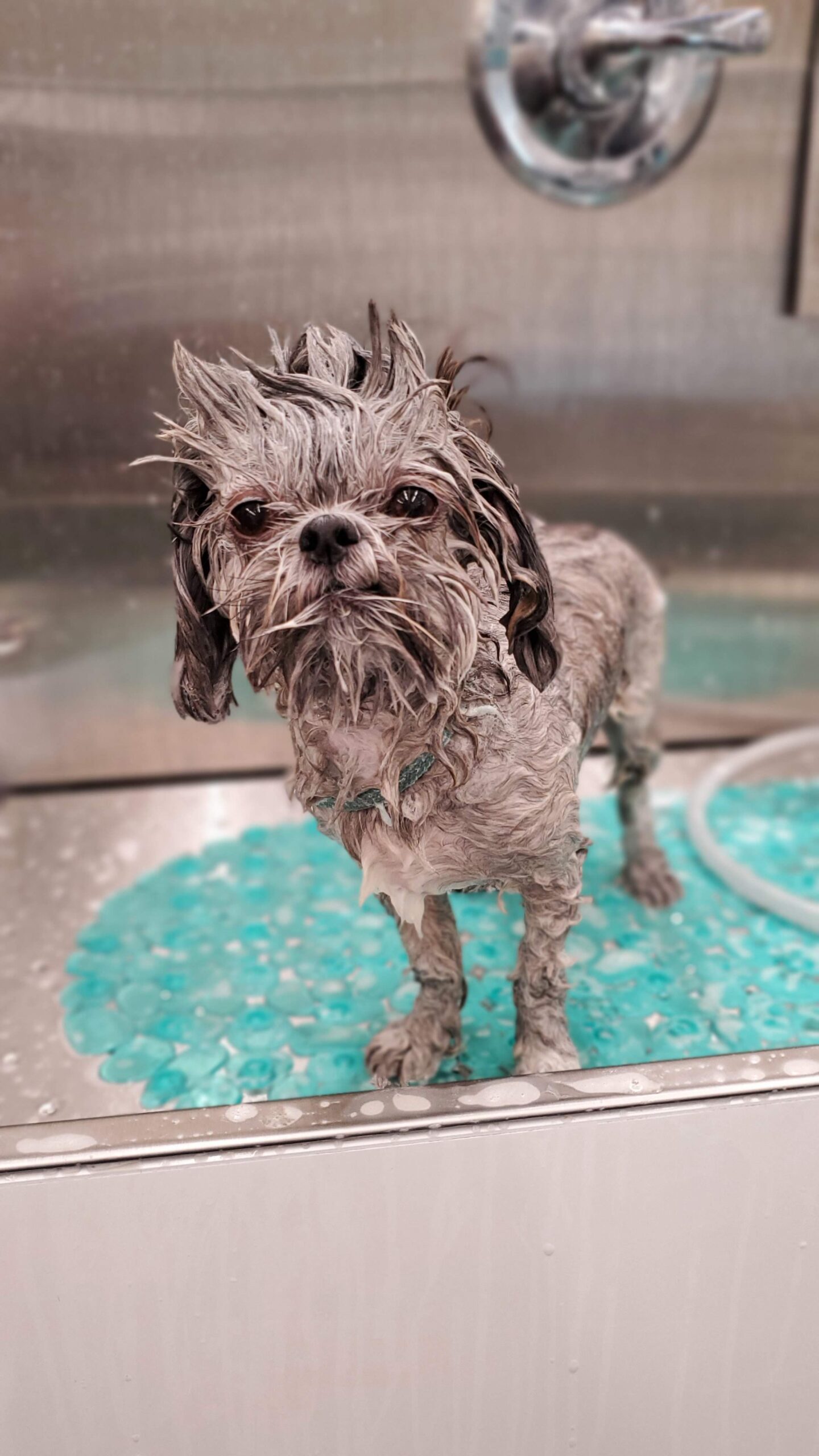 Fresh – Mobile Dog Spa